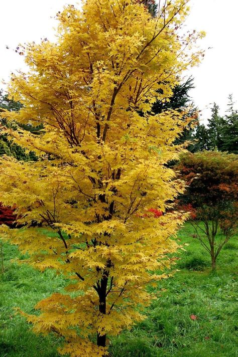 Ten top trees for a small garden | gardentrip.co.uk